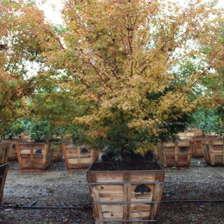 Specimen Trees - Frantz Wholesale Nursery, LLC